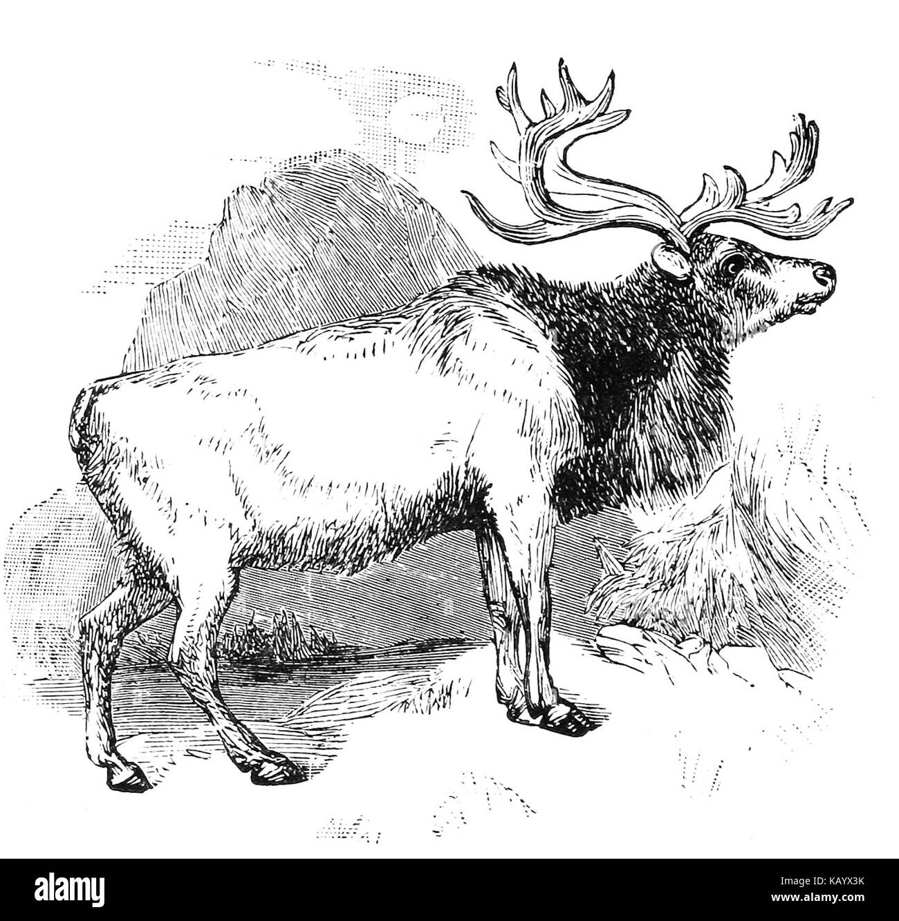 Old reindeer Black and White Stock Photos & Images - Alamy