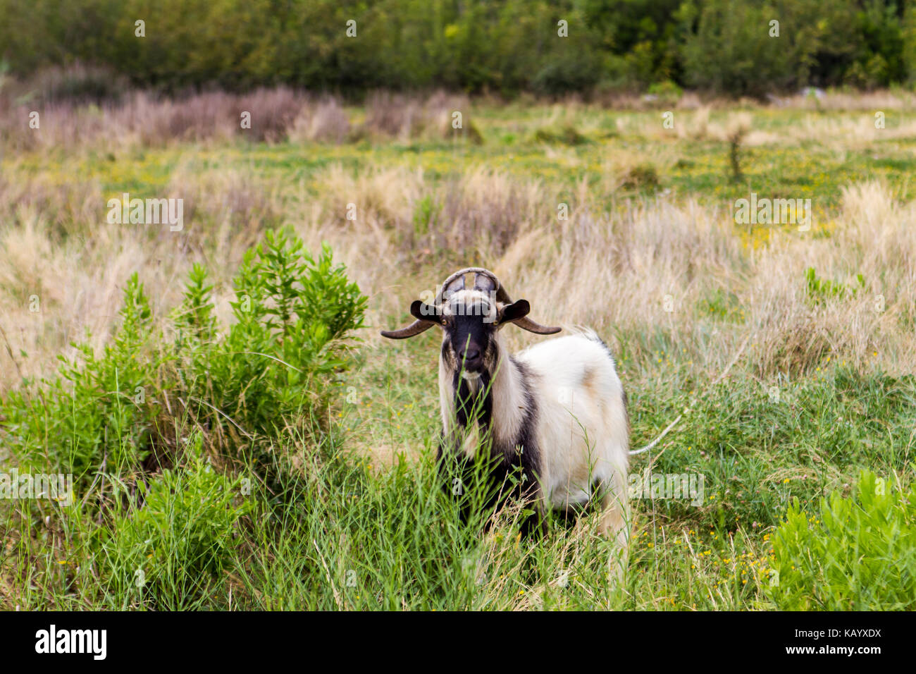 Goat on the field at Korcula island, Croatia Stock Photo - Alamy