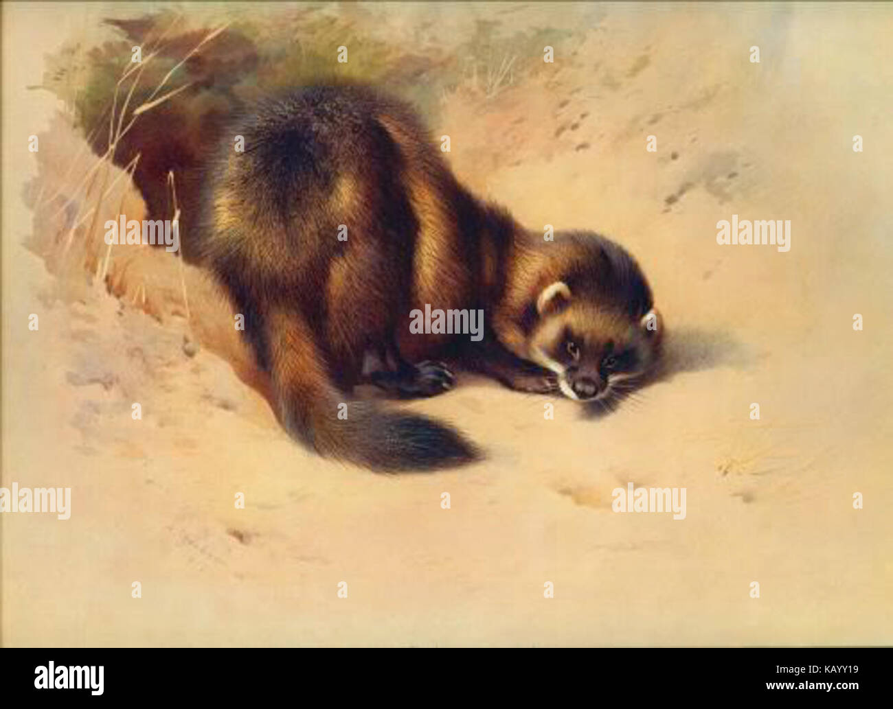 Polecat drawing hi-res stock photography and images - Alamy