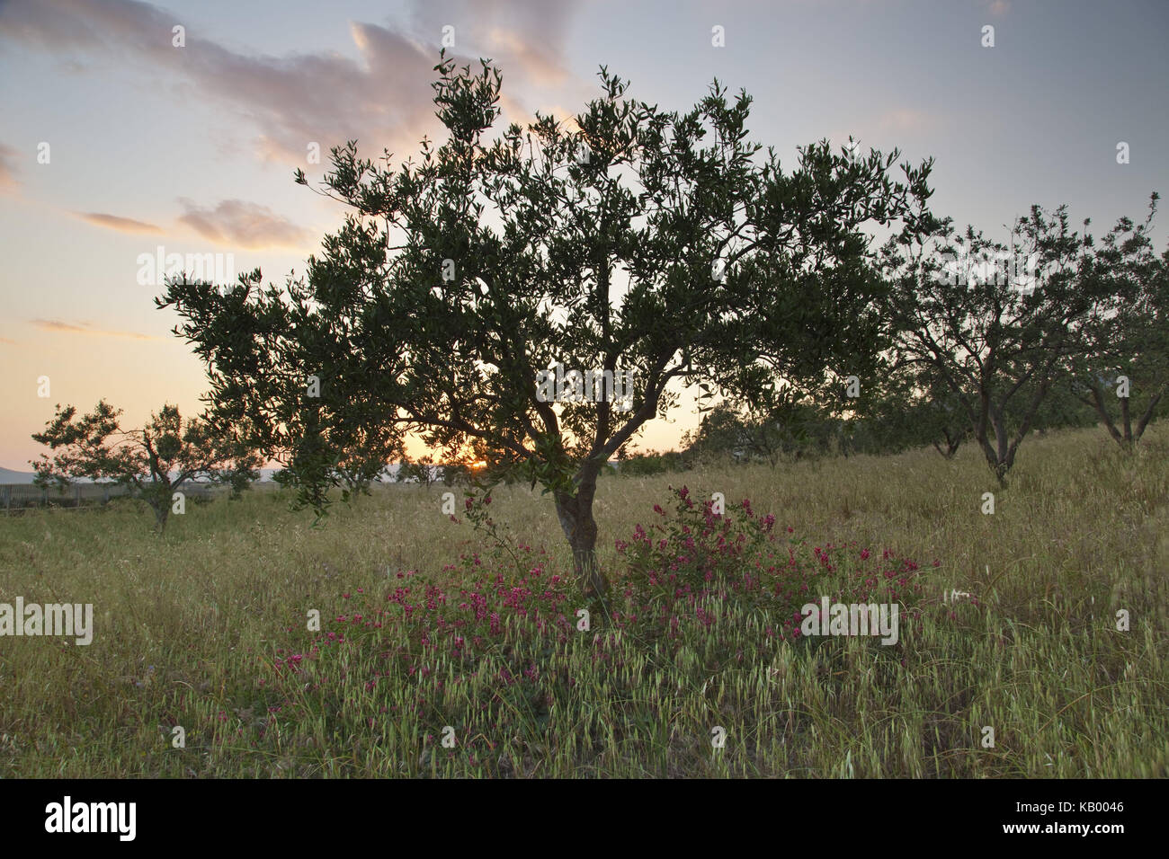 Italy, Sardinia, west coast, west Sardinia, province Medio Campidano ...