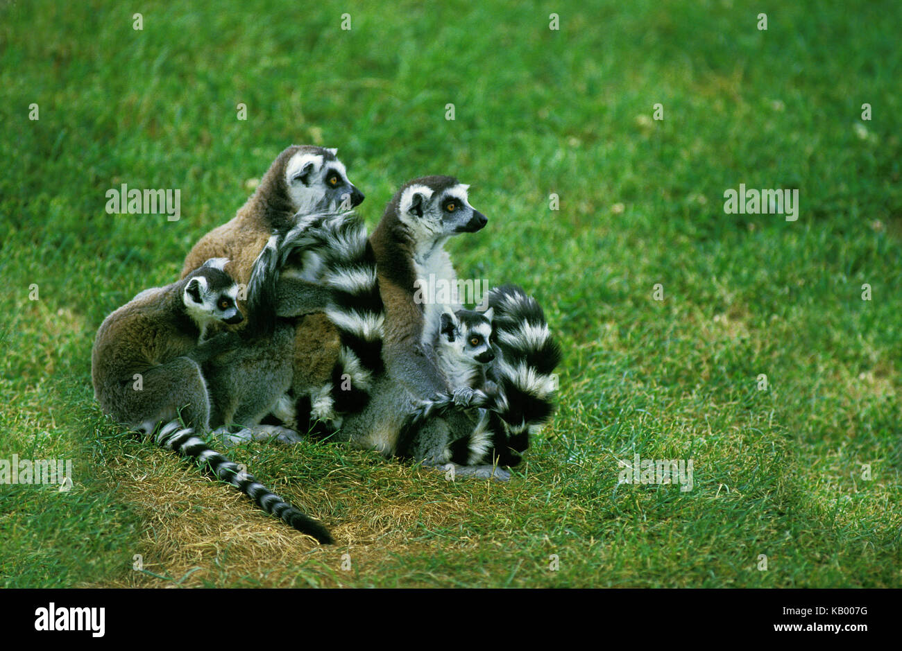 Kattas, Lemur catta, female with young animals Stock Photo - Alamy