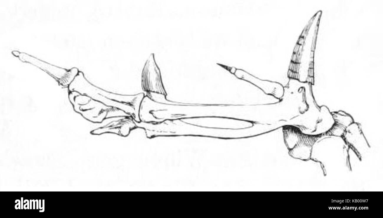 Bone relics Black and White Stock Photos & Images - Alamy