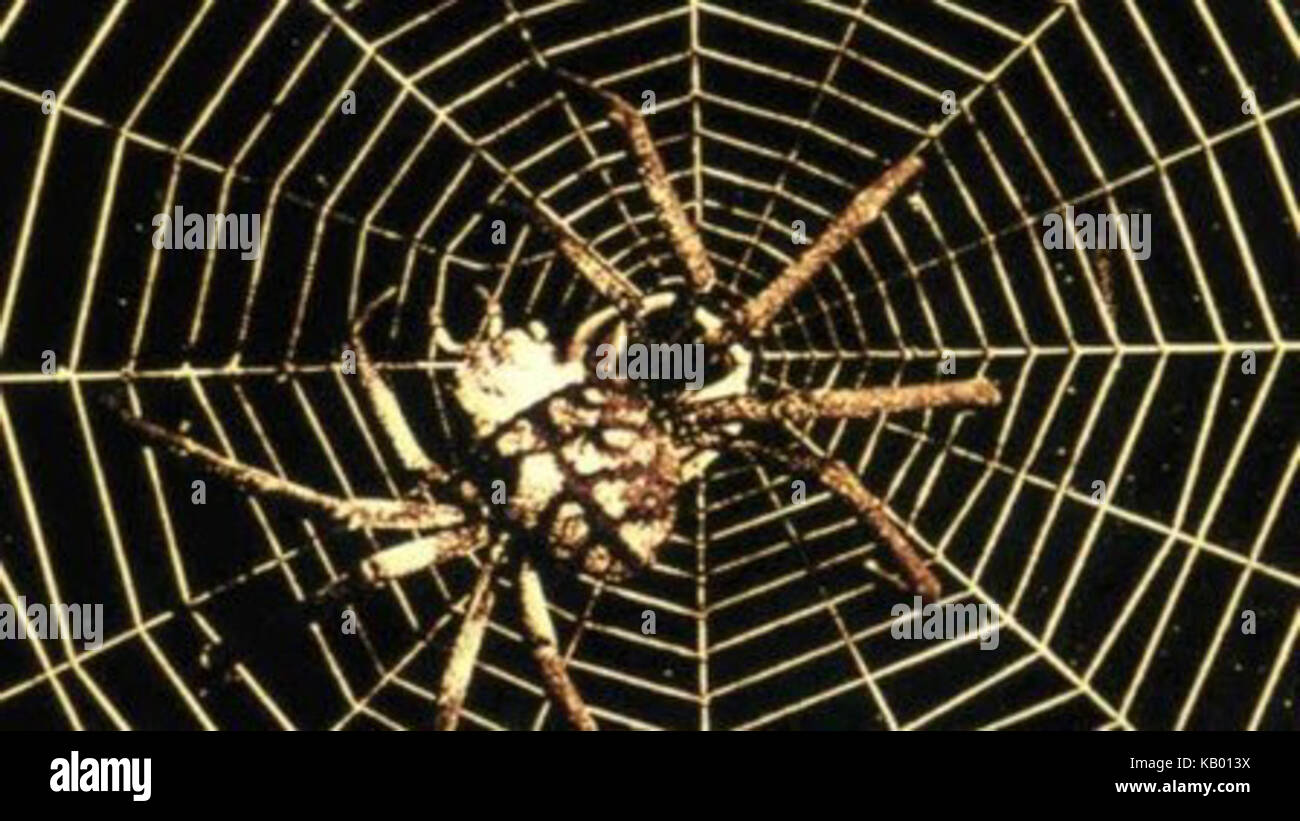 The golden spider Stock Photo - Alamy