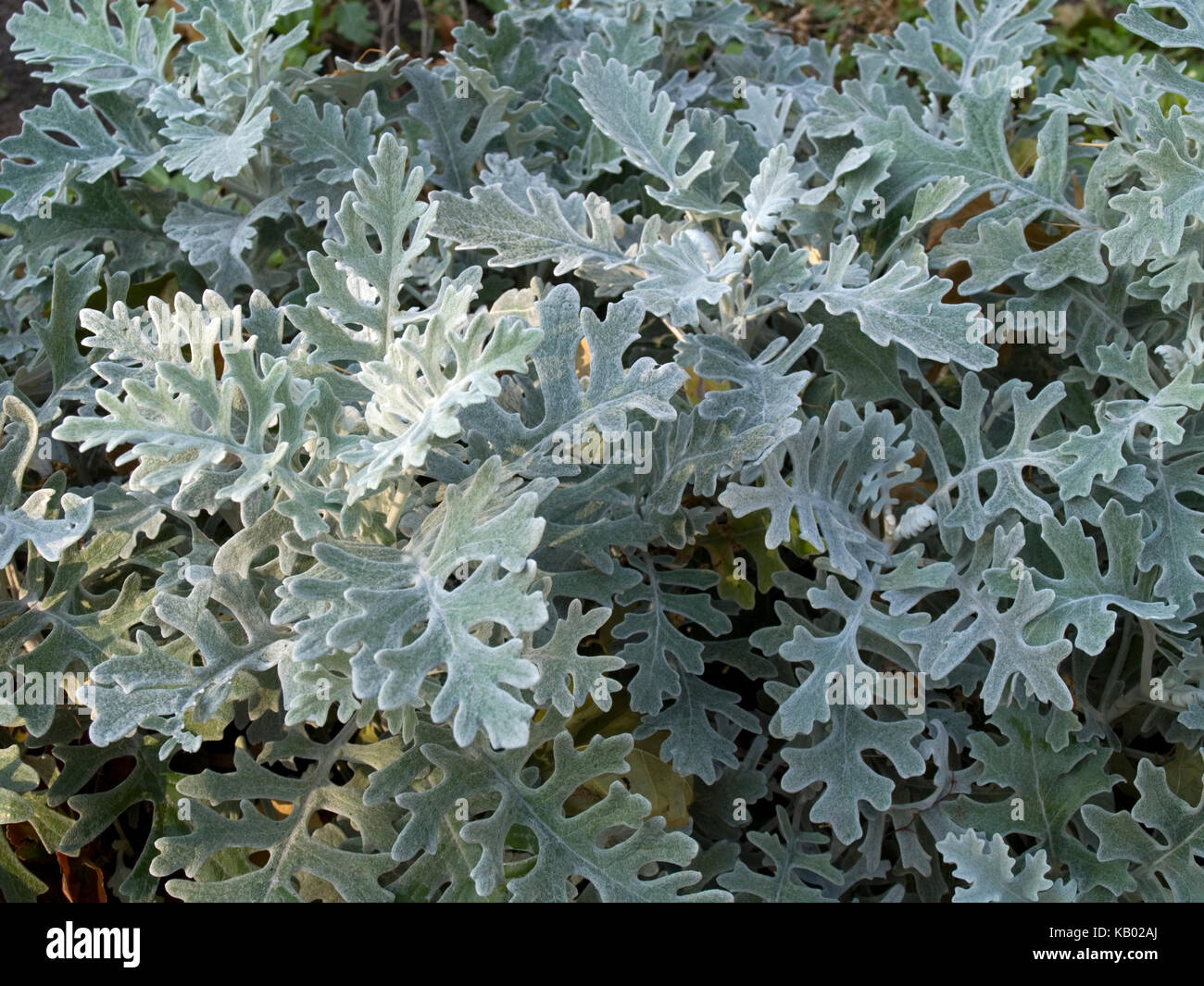 Senecio Cineraria Dusty Miller Stock Photos & Senecio Cineraria Dusty ...