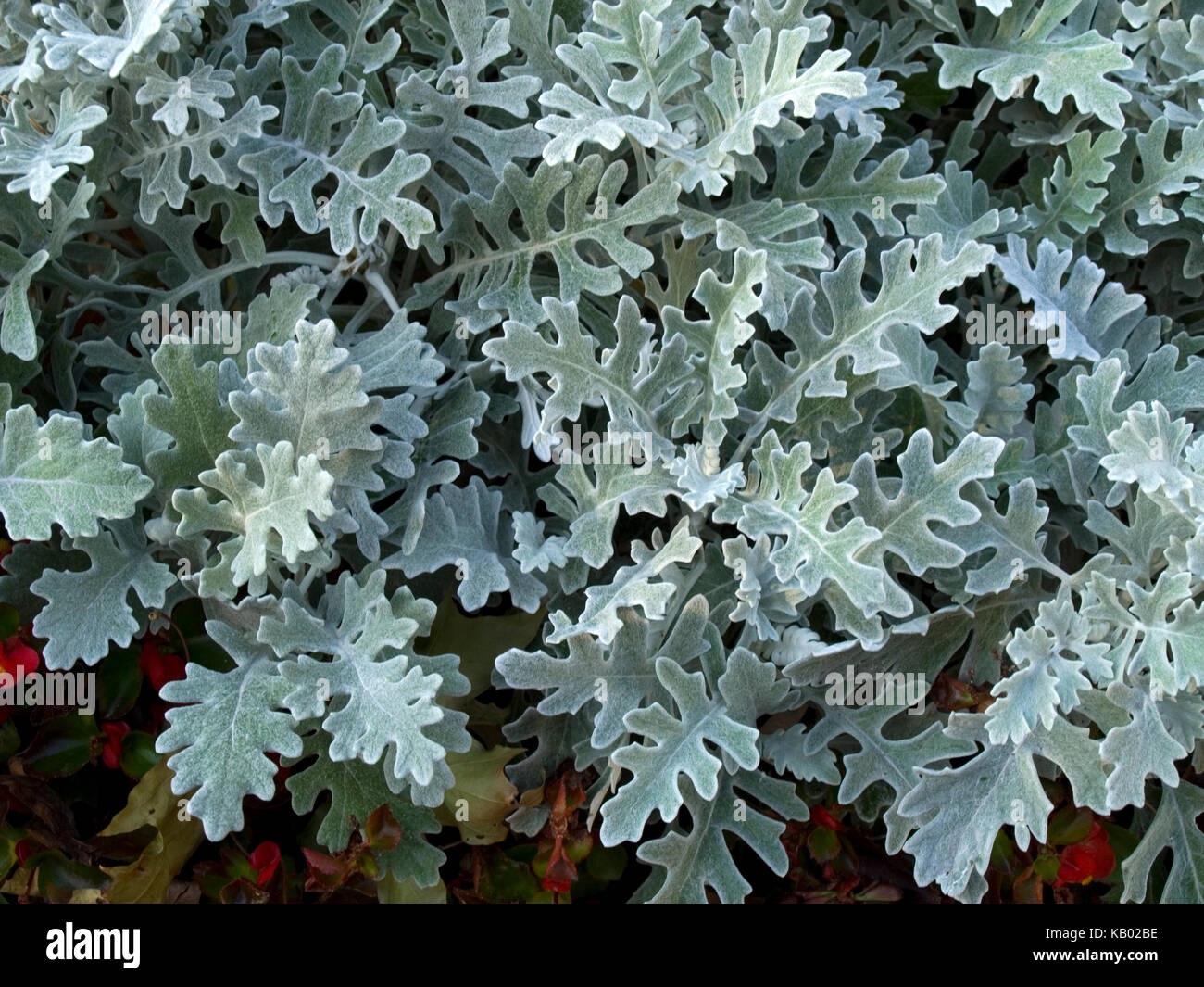 Senecio Cineraria Dusty Miller Stock Photos & Senecio Cineraria Dusty ...