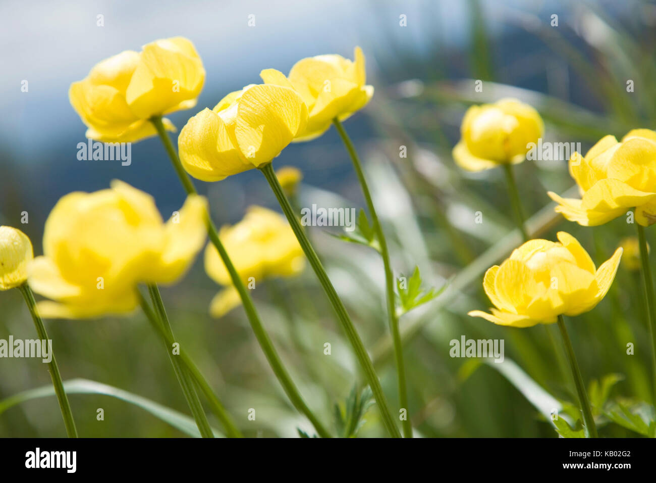 Tatra fatra mountains area hi-res stock photography and images - Alamy