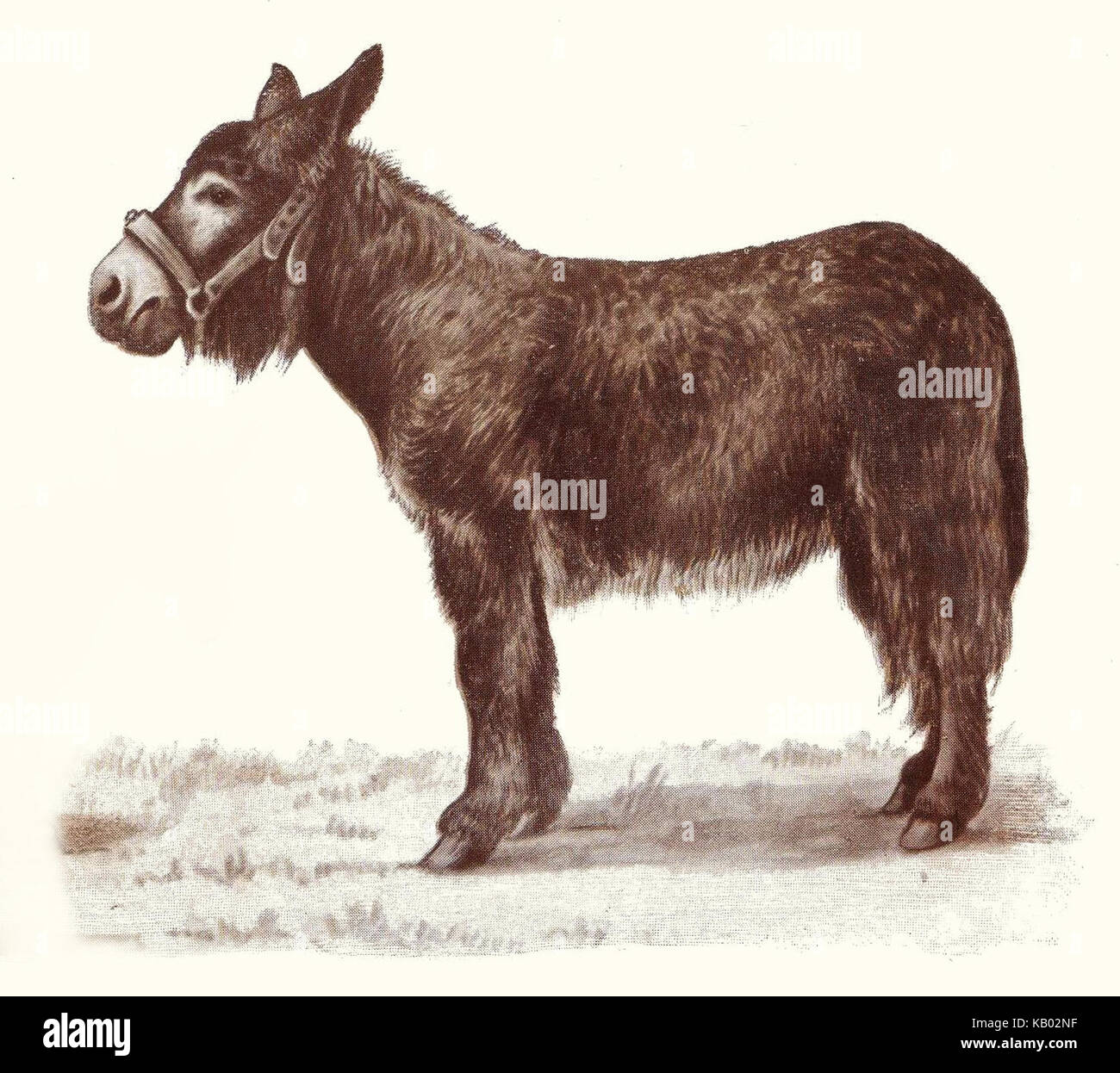 Esel illustration hi-res stock photography and images - Alamy