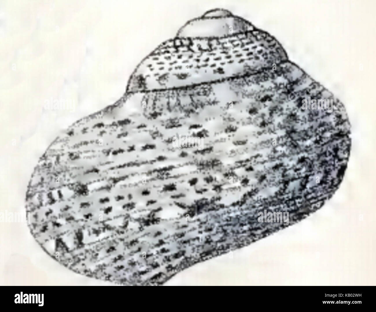 Turbo cidaris 003 Stock Photo - Alamy