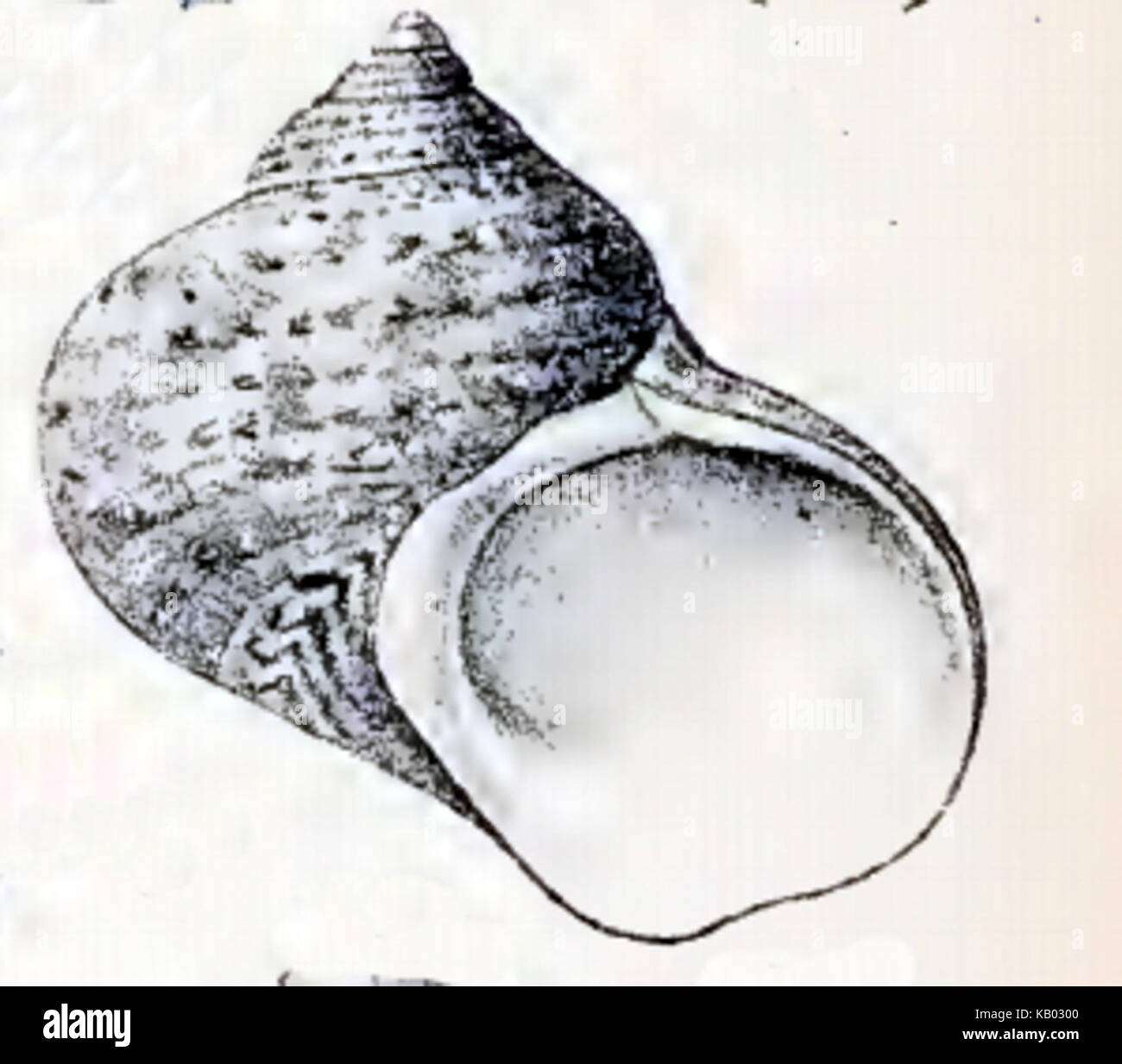 Turbo Petholatus High Resolution Stock Photography and Images - Alamy