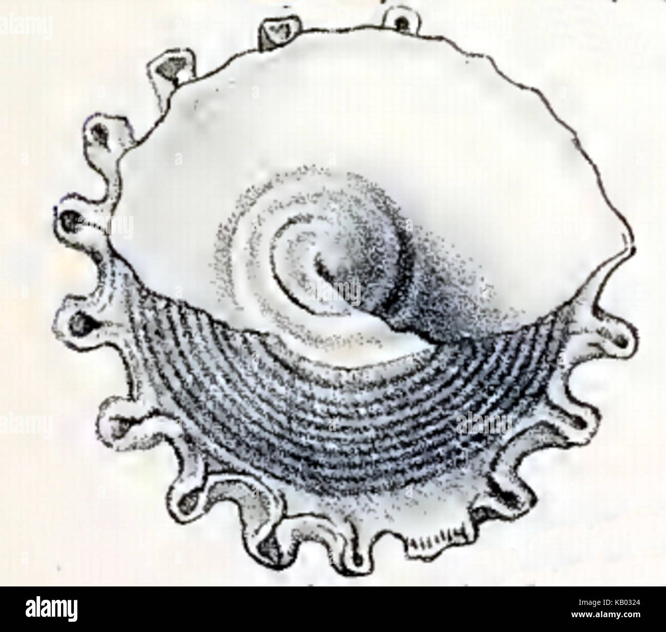 Uvanilla unguis hi-res stock photography and images - Alamy