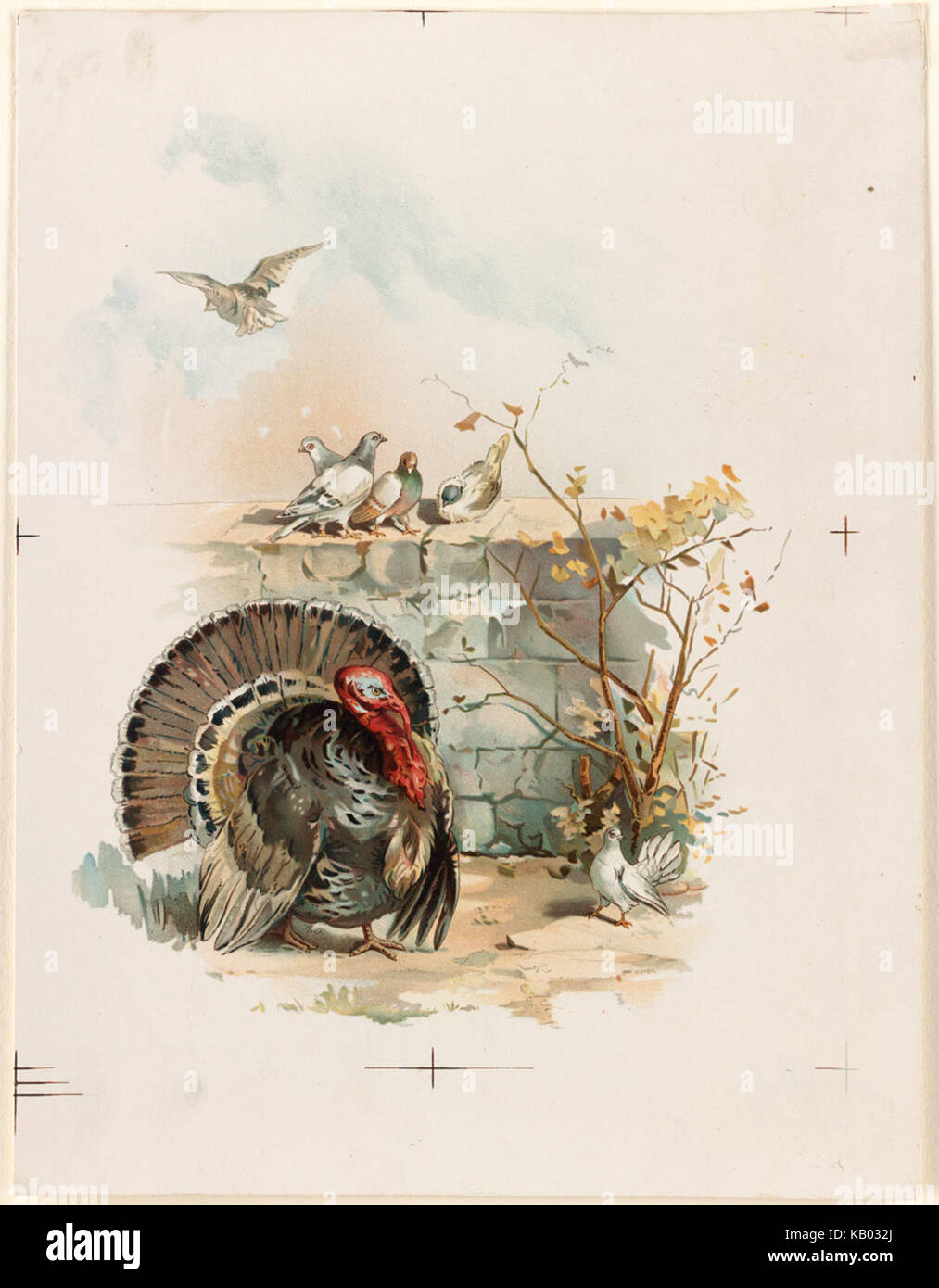 Turkey with Pigeons (Boston Public Library Stock Photo - Alamy