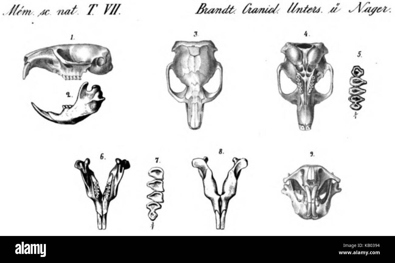 Thomomys bulbivorus Brandt, Johann Friedrich 1855 Stock Photo - Alamy