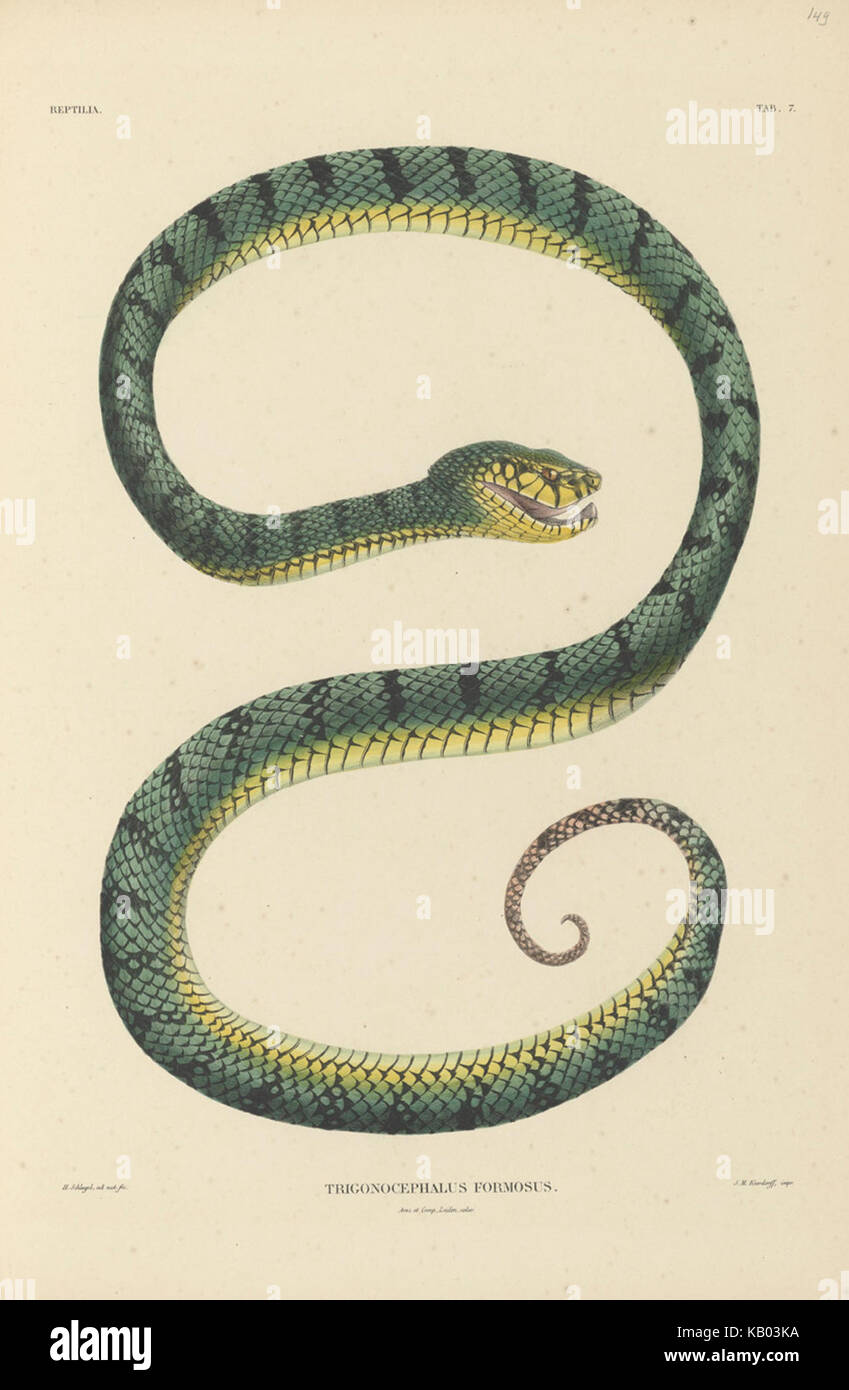 Trigonocephalus hi-res stock photography and images - Alamy