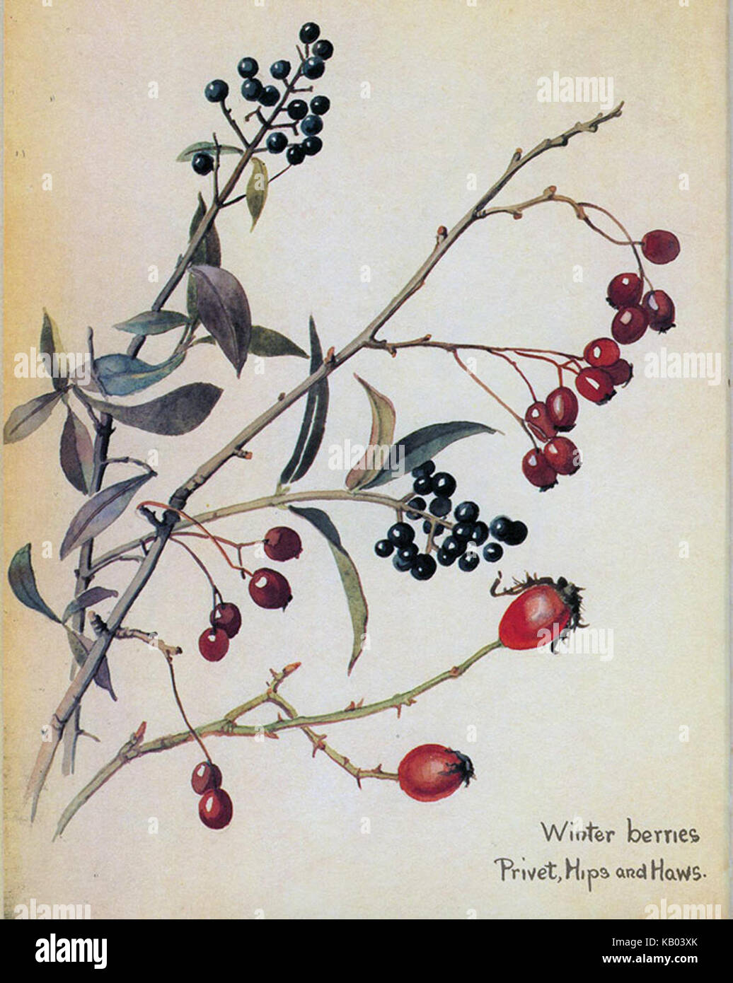 Winter Berries Privet, Hips and Haws Stock Photo - Alamy
