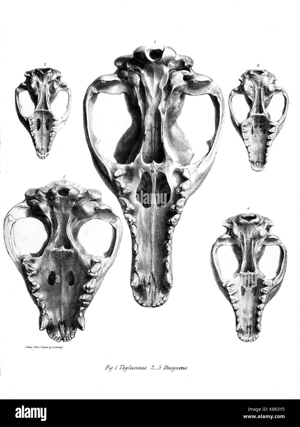 Cat in study Black and White Stock Photos & Images - Alamy