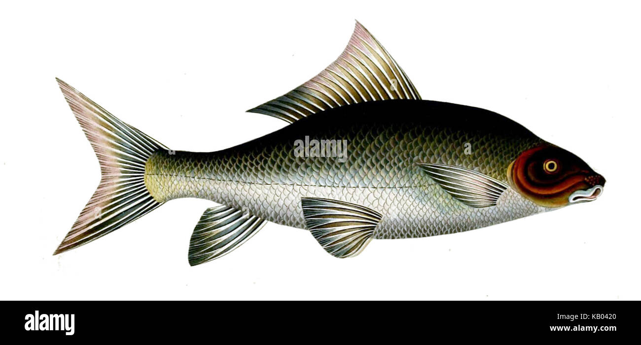 Varicorhinus bobree Sykes Stock Photo - Alamy