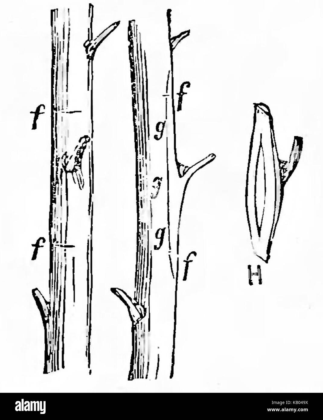 The Olive Its Culture in Theory and Practice.djvu.p84.img1 Stock Photo ...