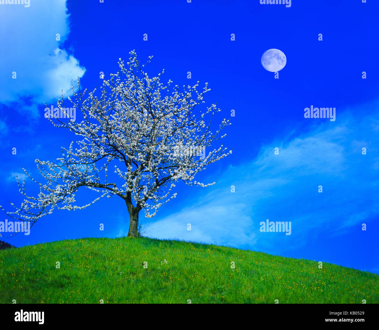 Flower tree and clouds hi-res stock photography and images - Alamy