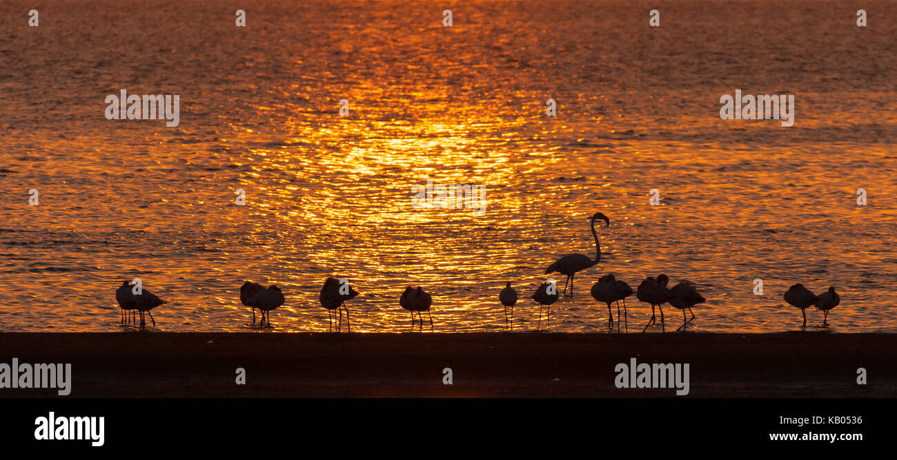 Silhouettes of Greater Flamingos, Phoenicopterus ruber roseus, at ...