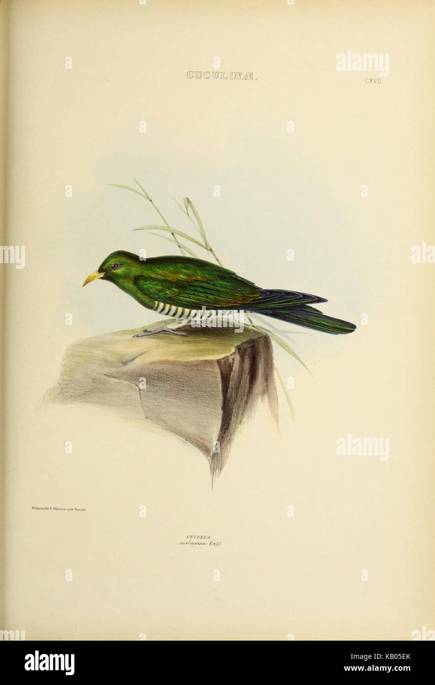 This illustration from 'The Genera of Birds' provides a detailed ...