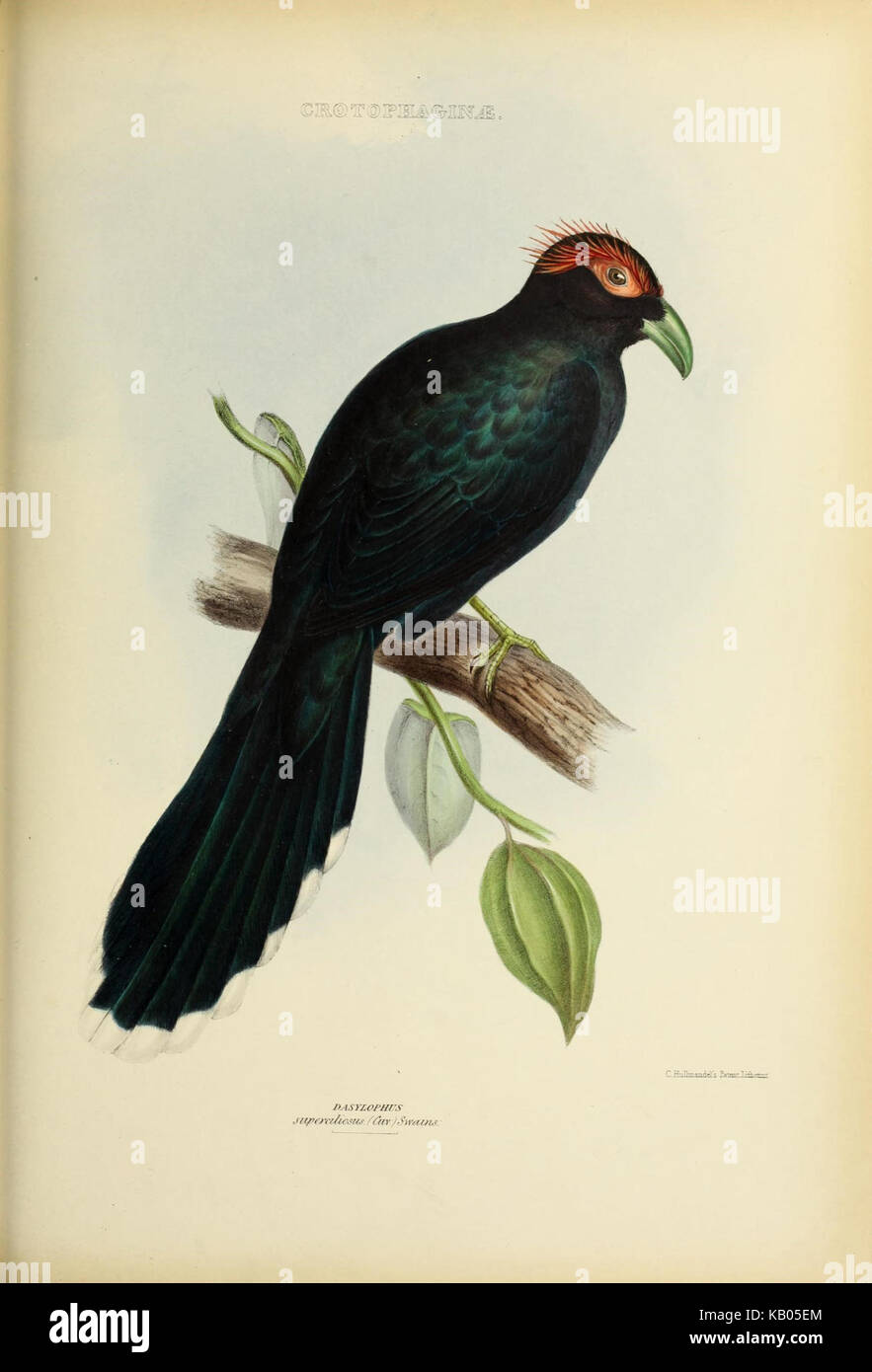 Birds classification hi-res stock photography and images - Alamy