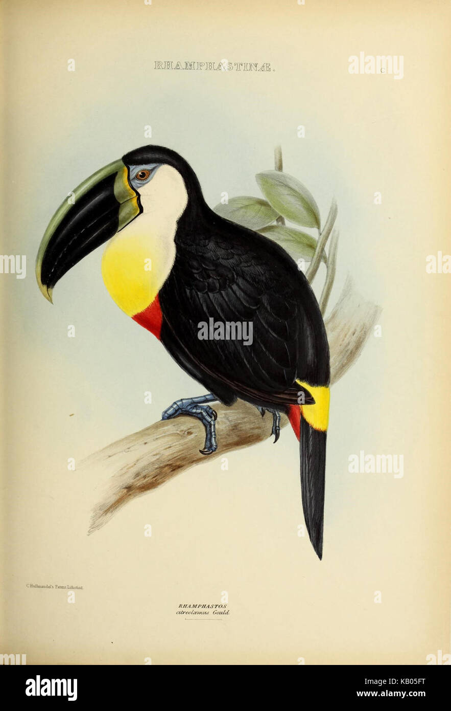 Birds pictorial works zoology hi-res stock photography and images - Alamy