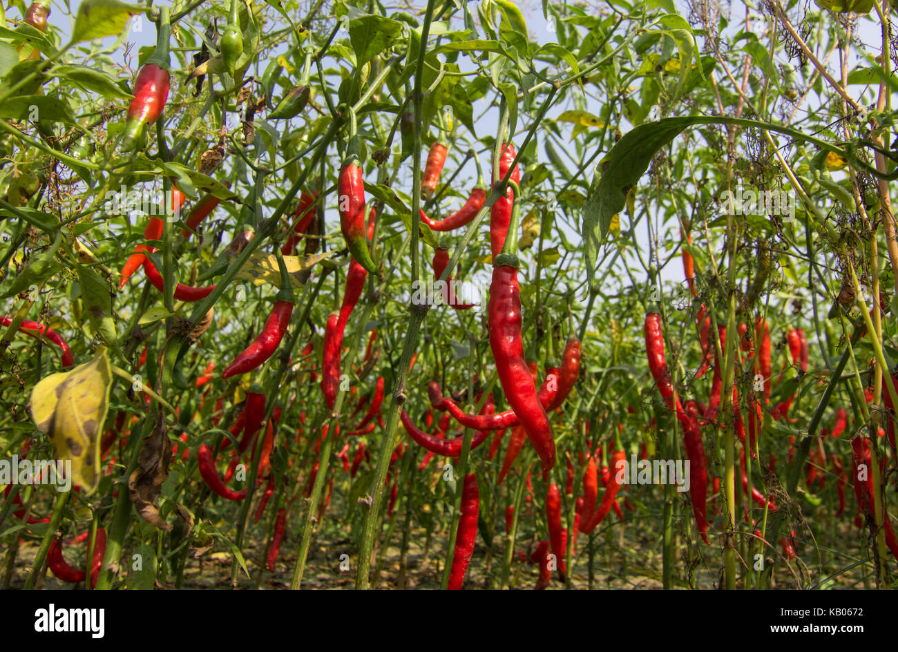 Red chilies workers Stock Photo - Alamy