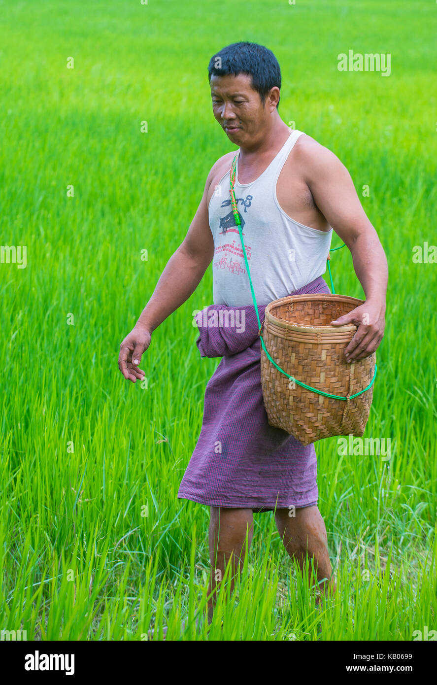 Portrait of Burmese farmer working at a rice field in Shan state ...