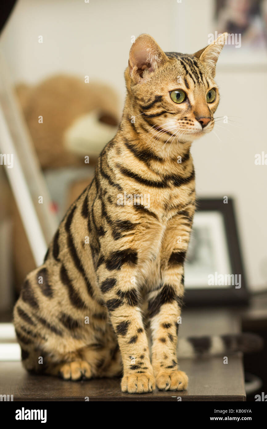 Bengal cat breed at the age of 5 months, sitting on the bedside table ...
