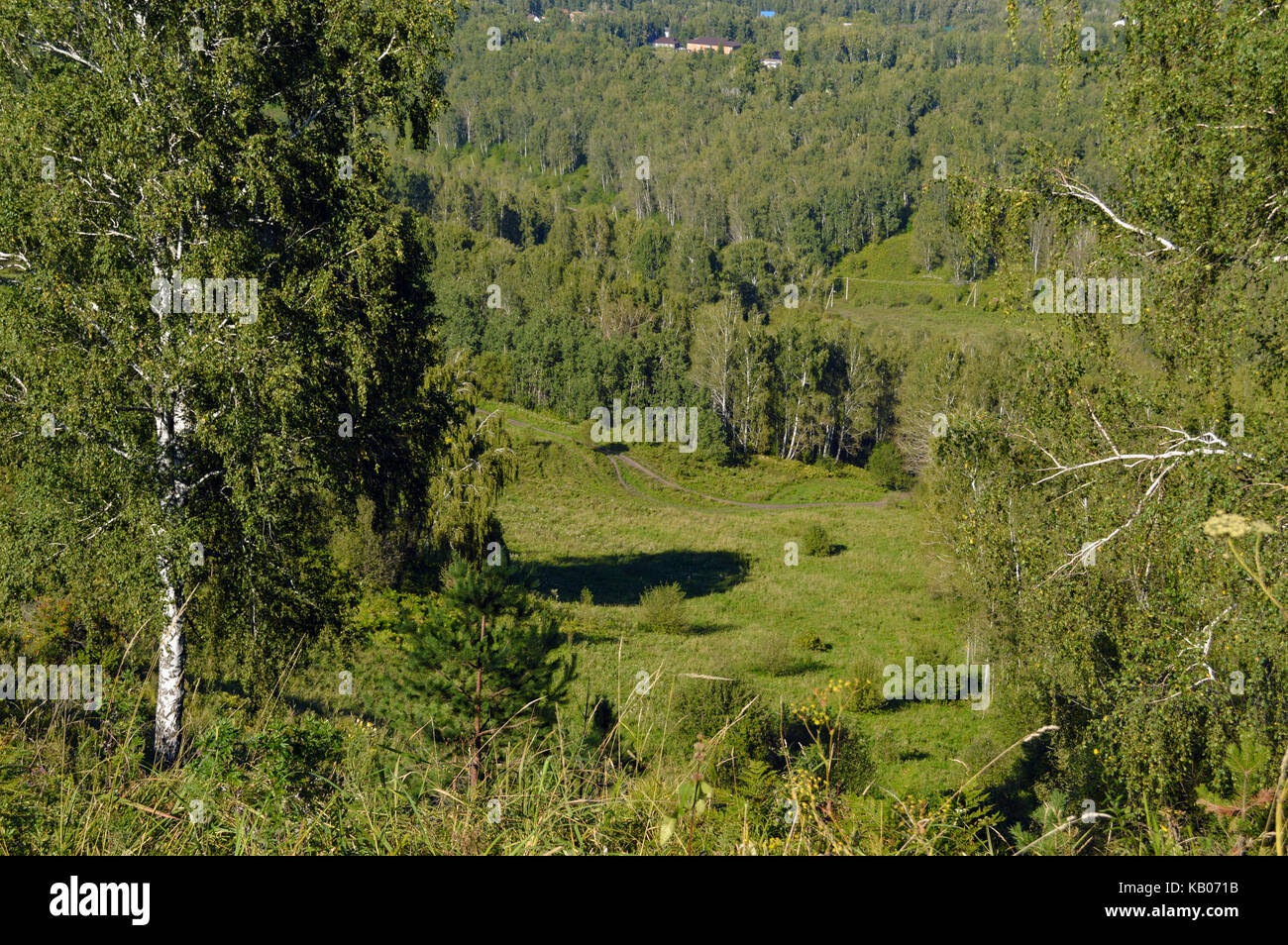 Altai trees hi-res stock photography and images - Alamy