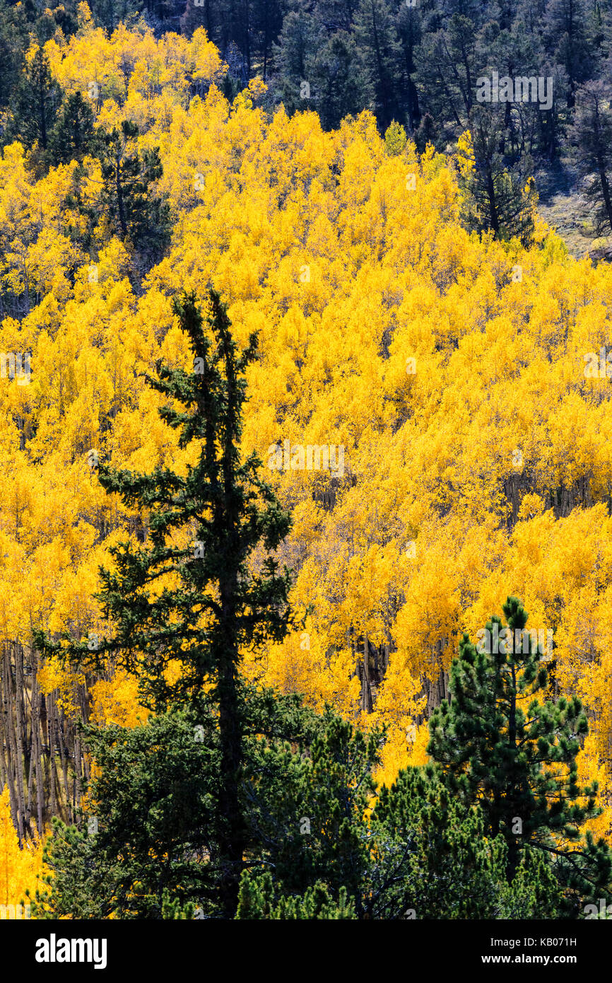 Fall foliage with autumn colors, Aspen trees, Aspen Ridge, Central ...