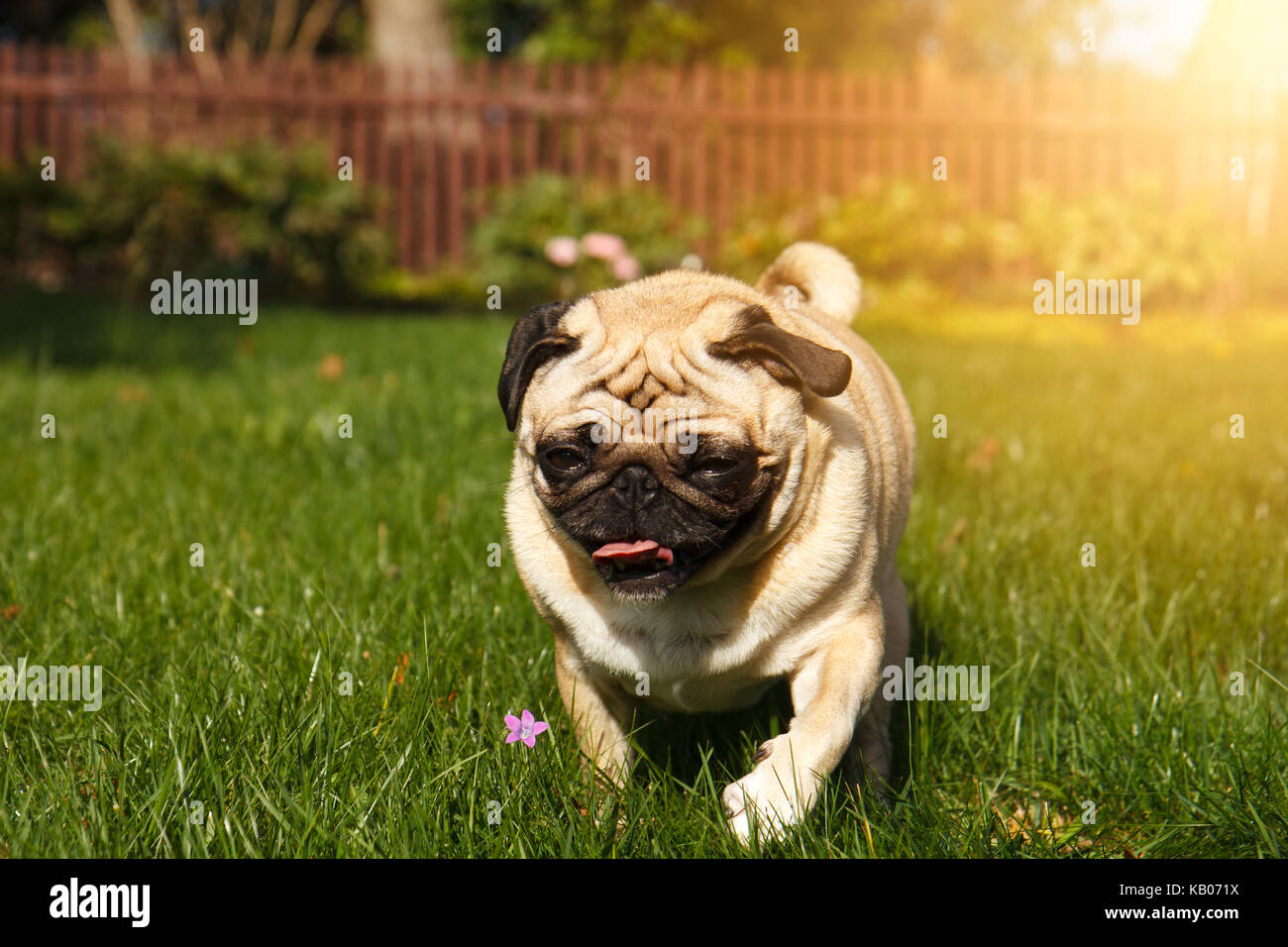 Puppy running through grass hi-res stock photography and images - Alamy