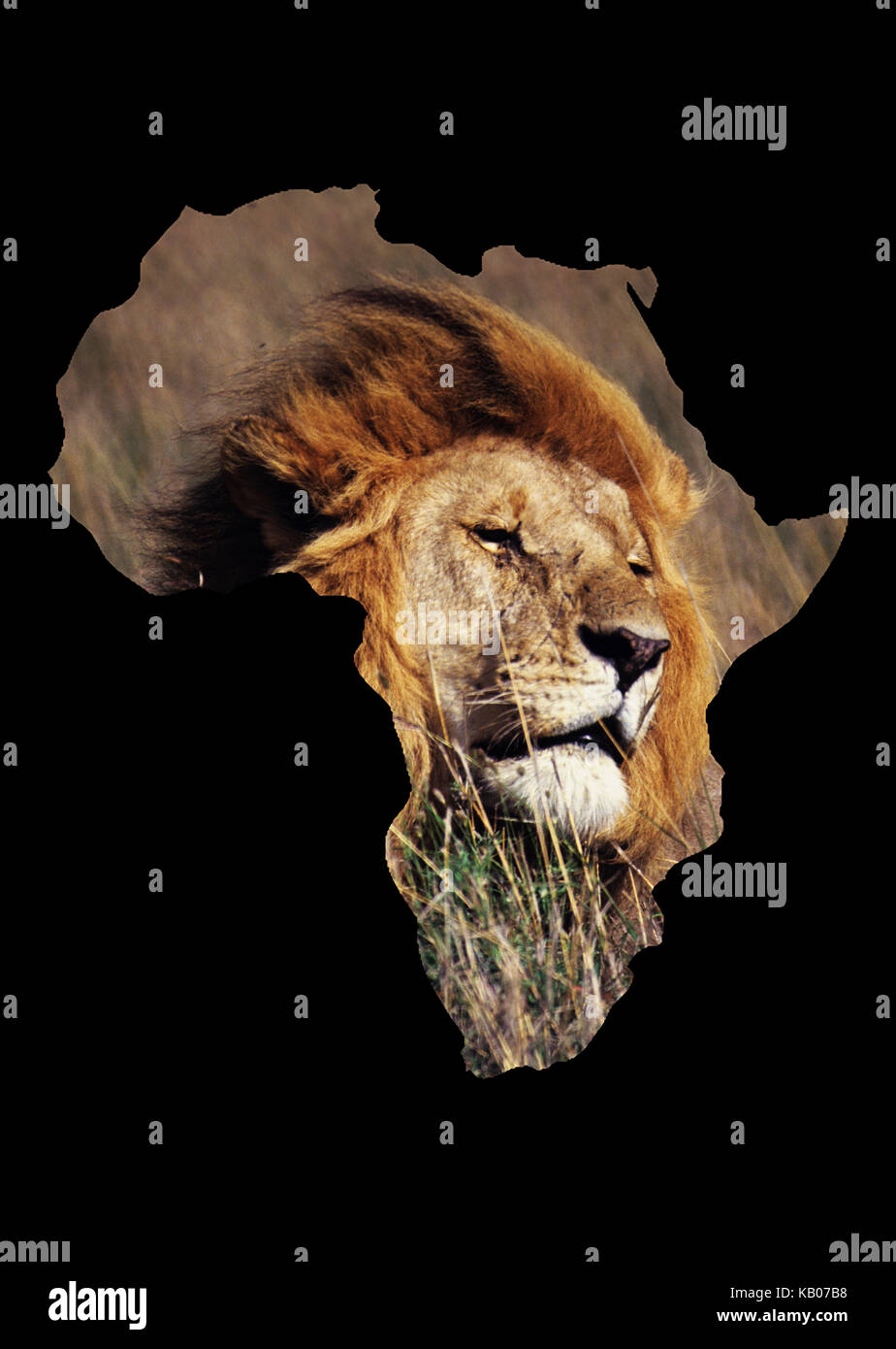 Lions In Africa Map