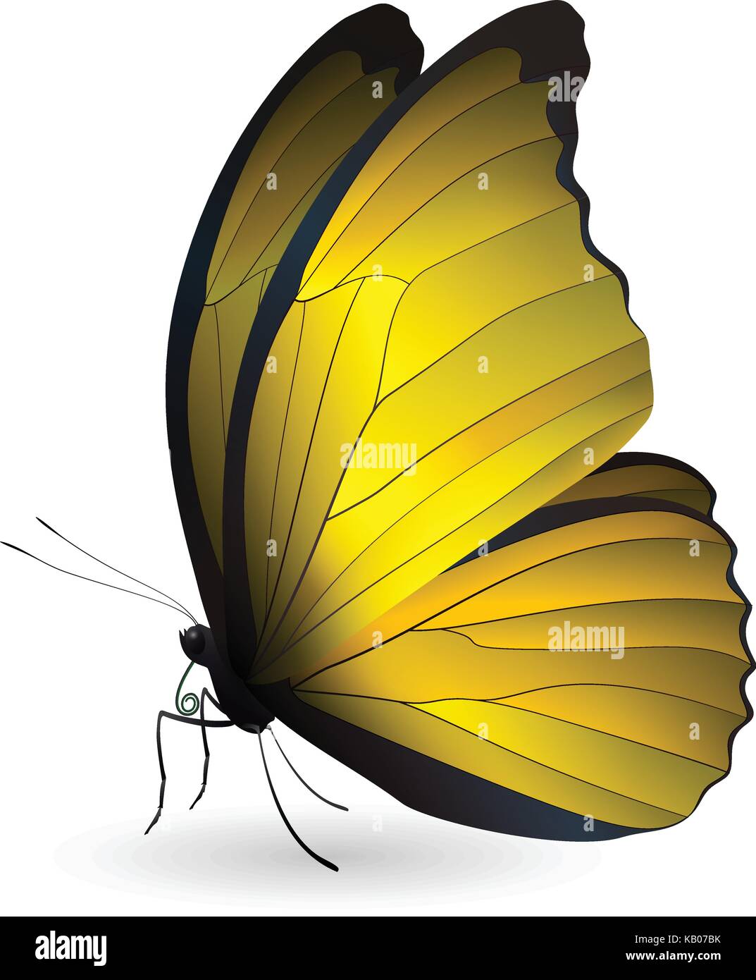 Black background white red flower Stock Vector Images - Alamy