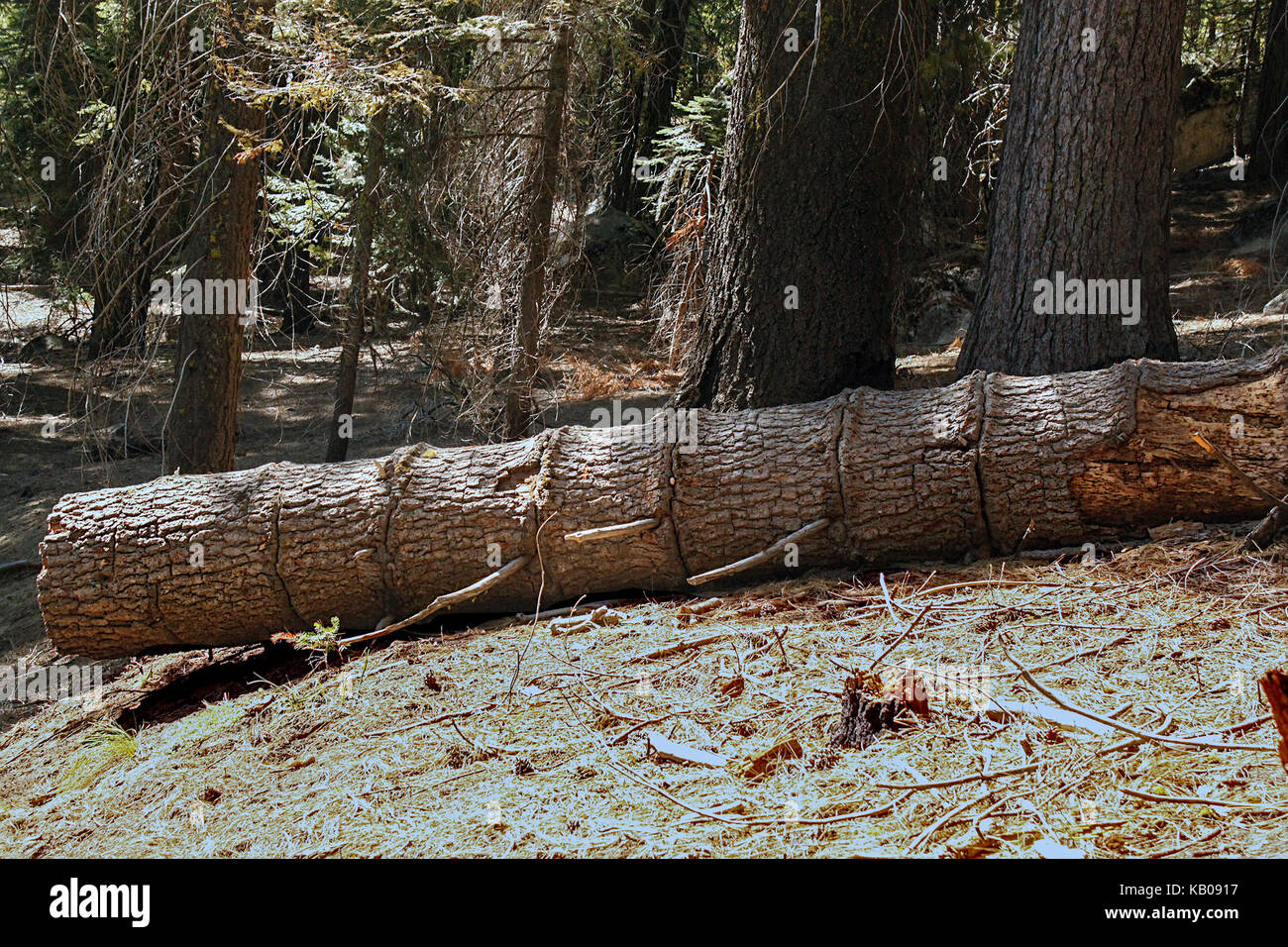 Cut Giant sequoia in the Grove at Mariposa Grove of Big Trees, Yosemite ...