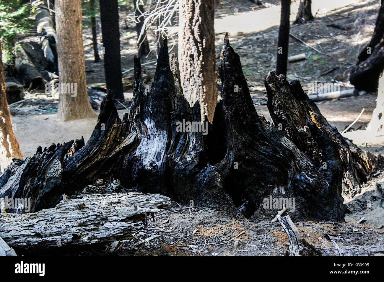 Burned down Giant sequoias in the Grove at Mariposa Grove of Big Trees ...