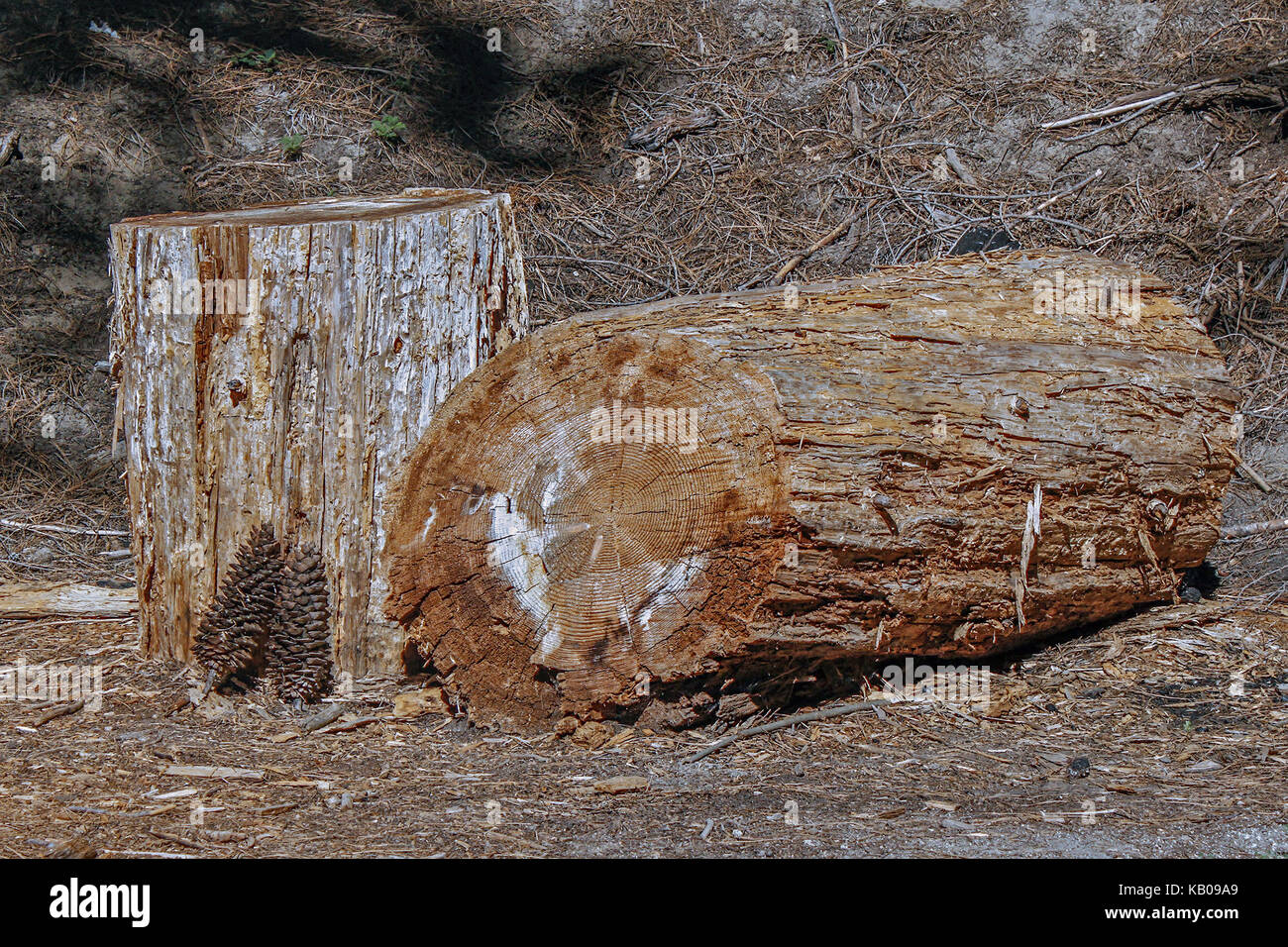 Cut trunk of a Giant sequoia in the Grove at Mariposa Grove of Big ...