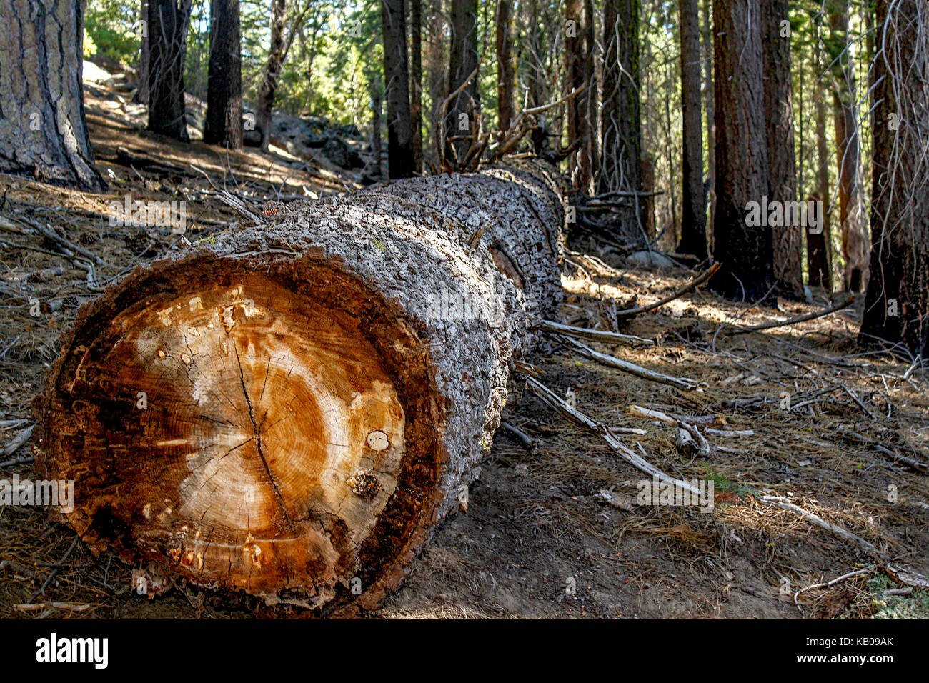 Cut trunk of a Giant sequoia in the Grove at Mariposa Grove of Big ...