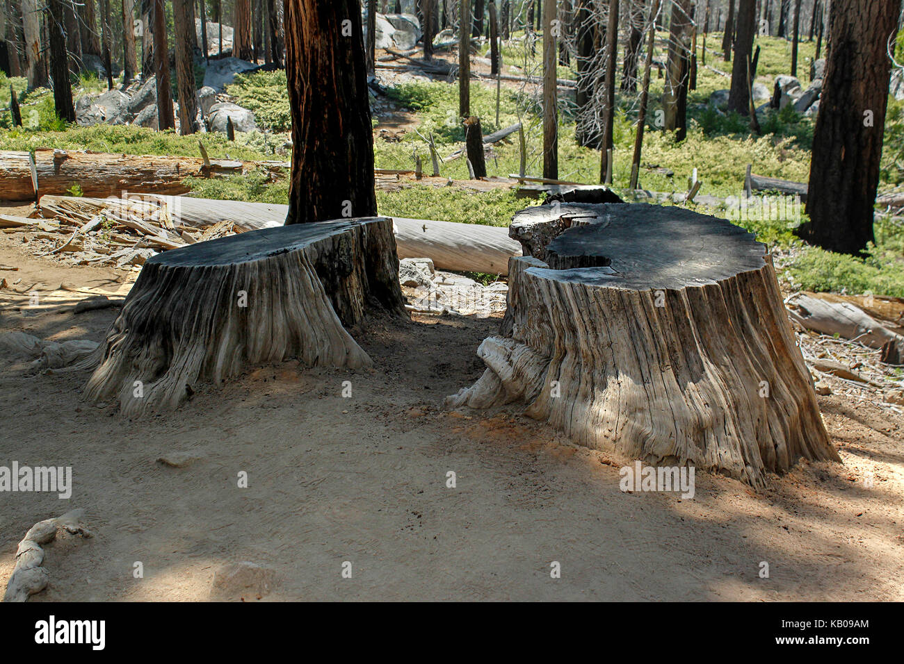 Burned down Giant sequoias in the Grove at Mariposa Grove of Big Trees ...