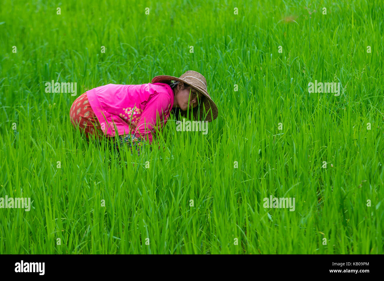 Burmese farmer working at a rice field in Shan state Myanmar Stock ...