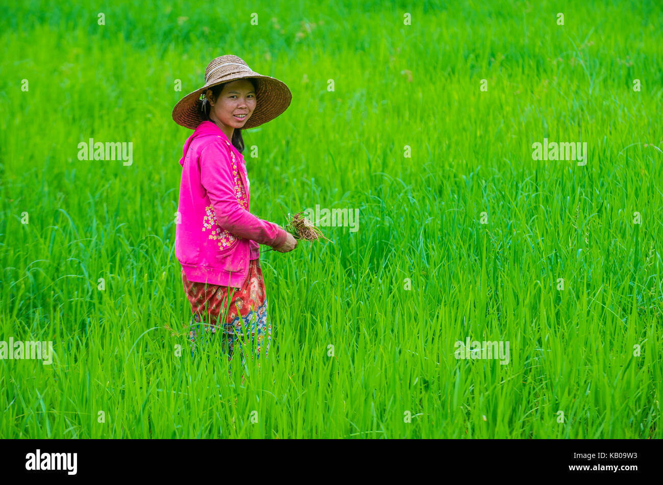 Burmese farmer working at a rice field in Shan state Myanmar Stock ...