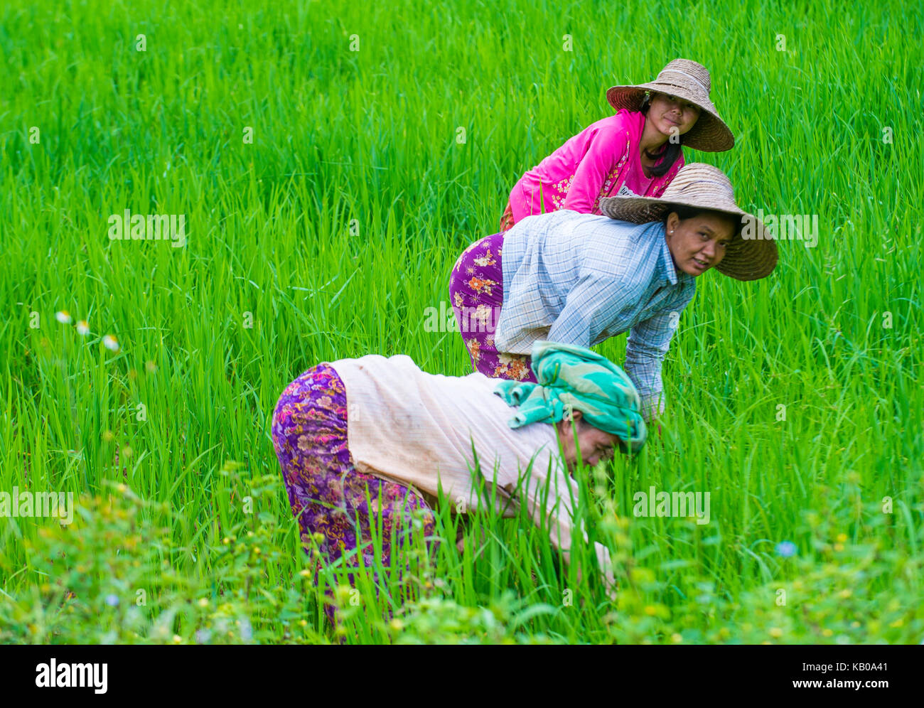 Burmese women working at a rice field in Shan state Myanmar Stock Photo ...