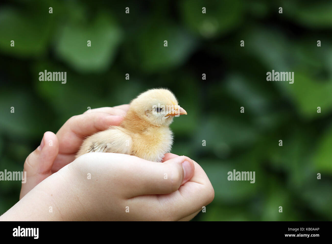 cute yellow little chicken in child hand Stock Photo - Alamy