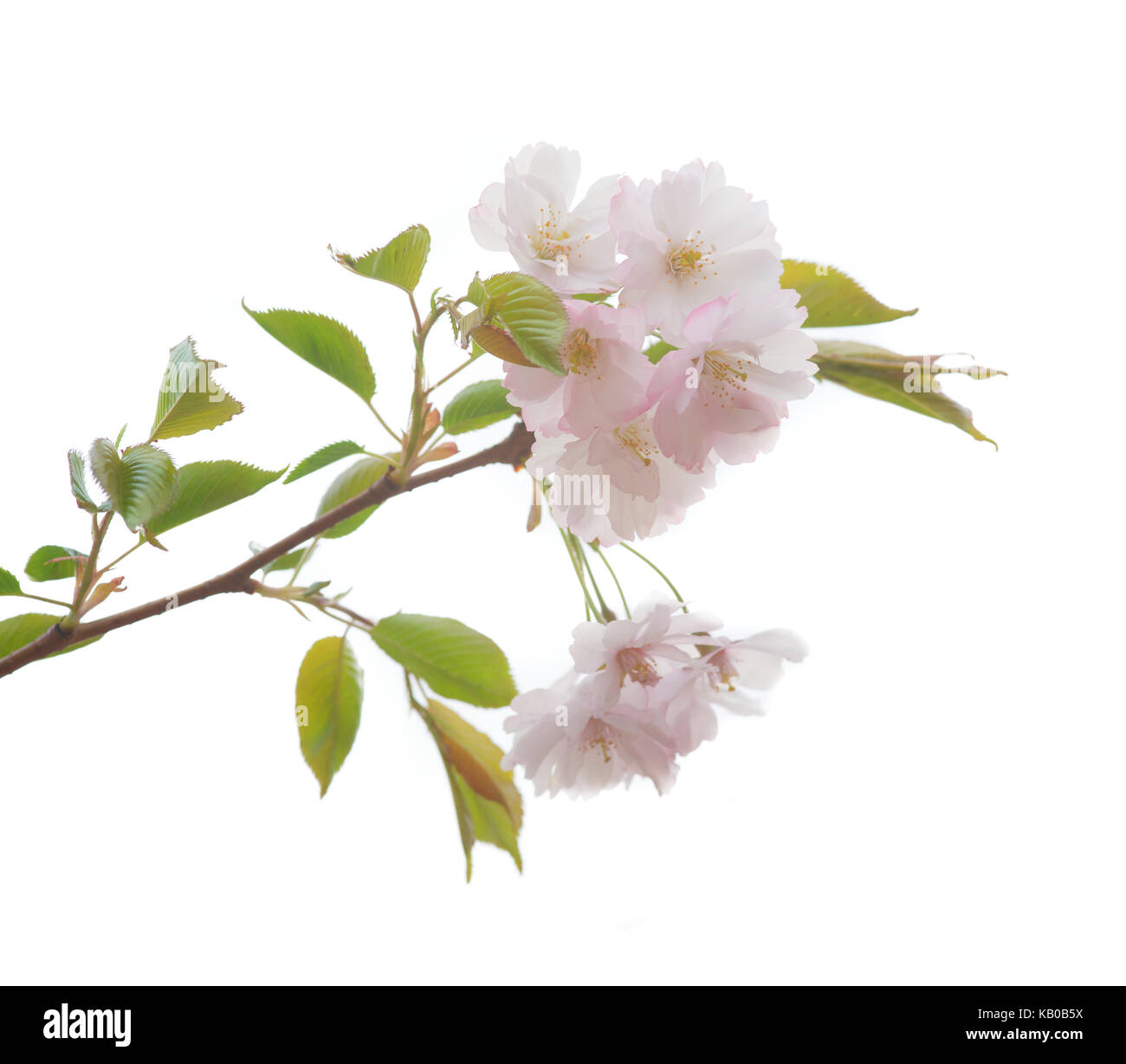 Sakura branch isolated on white background Stock Photo - Alamy
