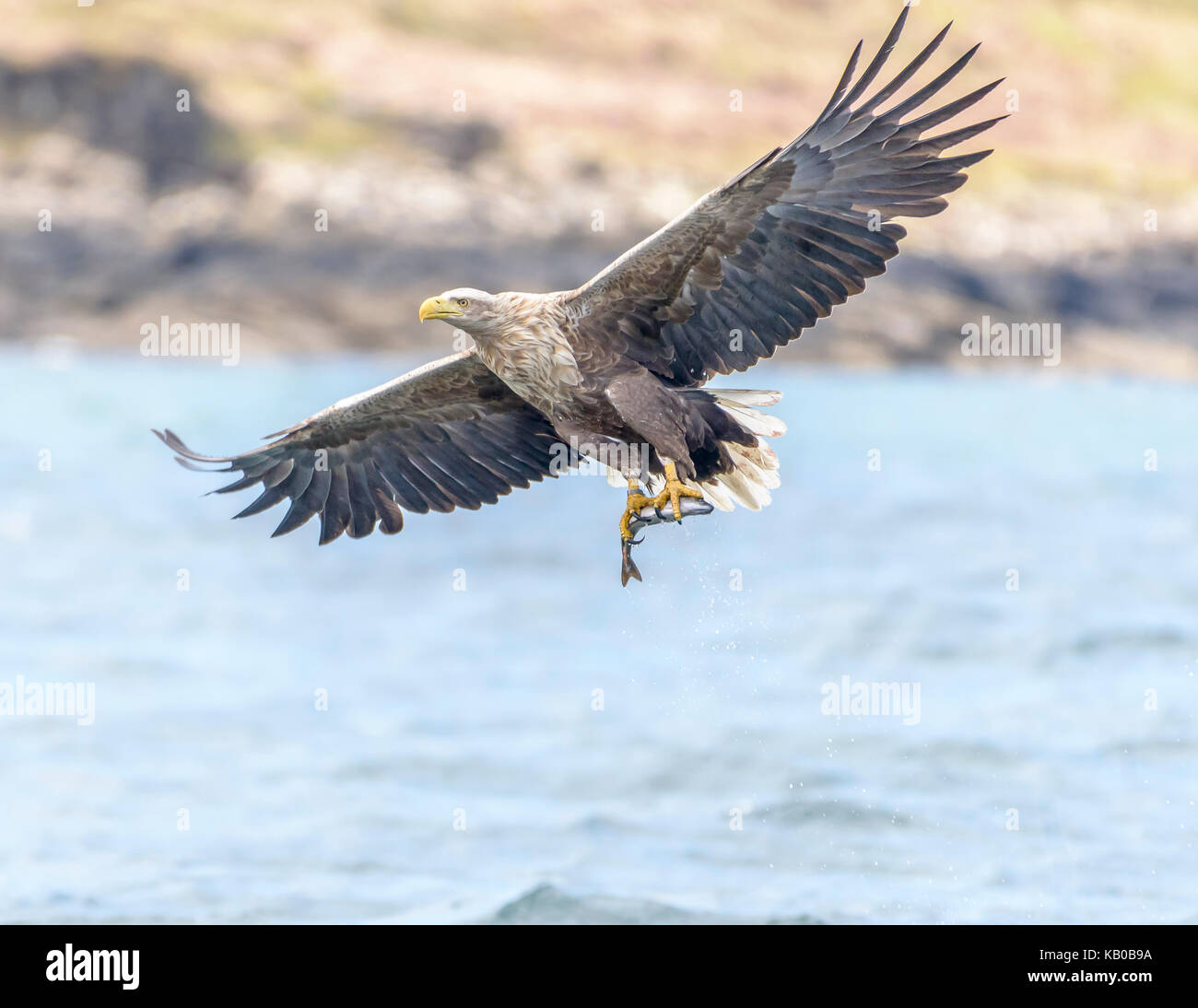 White tailed eagle white tailed eagle hi-res stock photography and ...