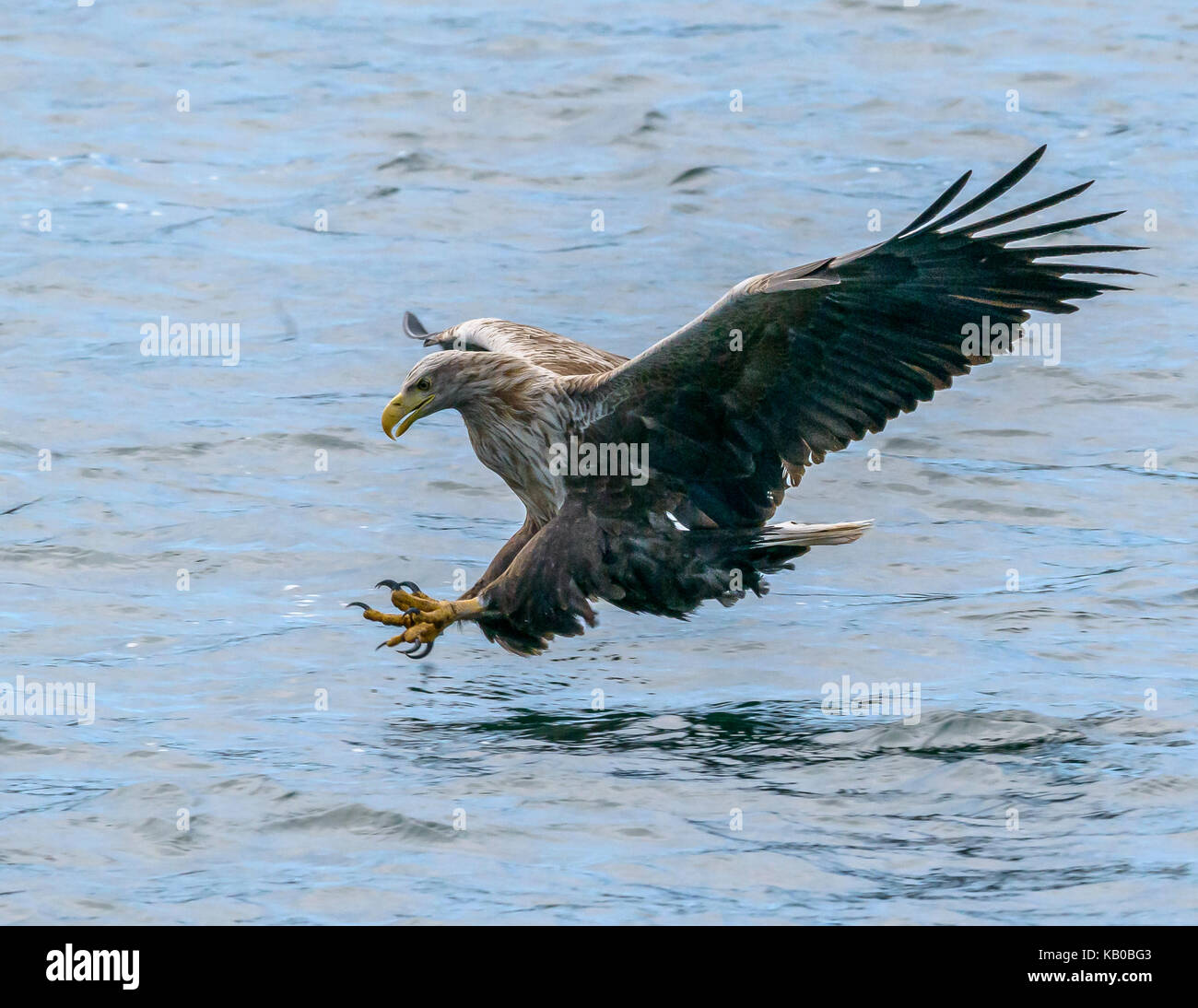 White Tailed Eagle Stock Photo - Alamy