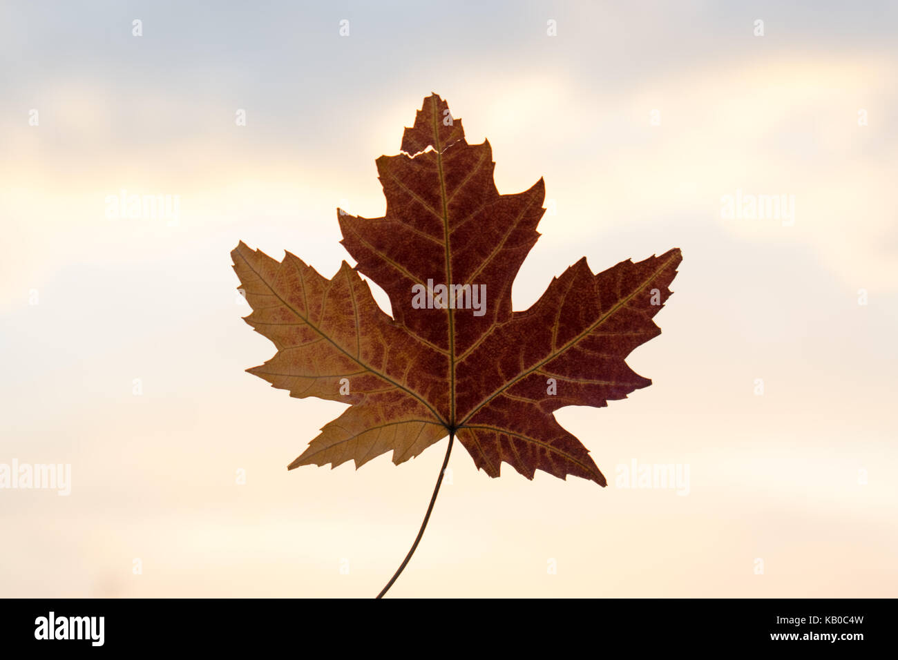 Maple leaf on sunset background with clouds Stock Photo - Alamy