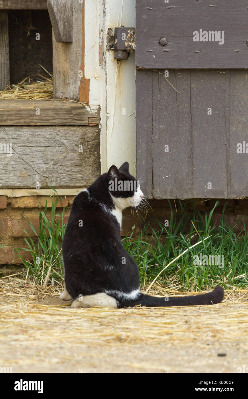 A black and white cat sits outside a barn on a farm Stock Photo - Alamy