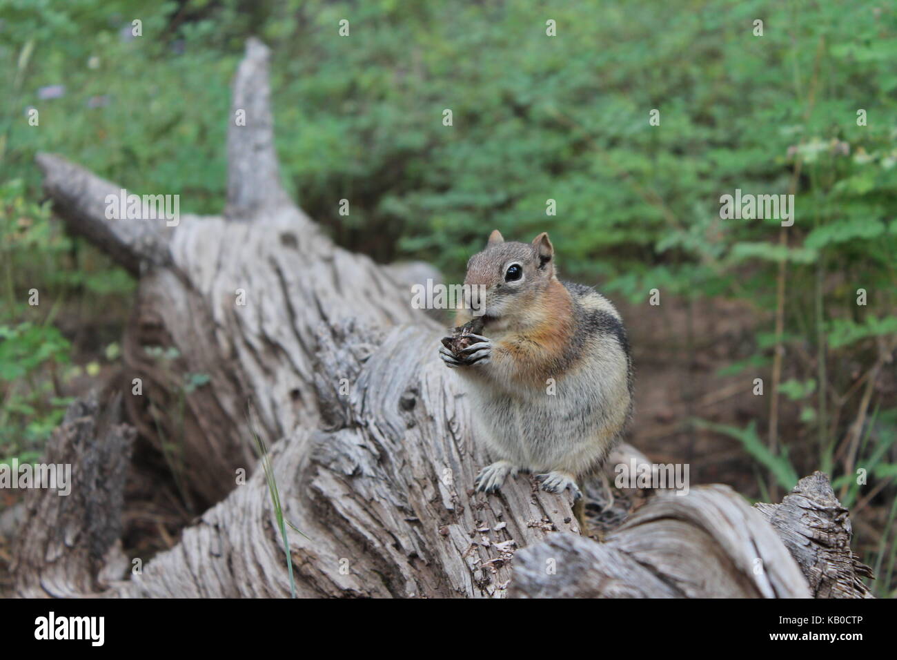 Chipmunks of arizona hi-res stock photography and images - Alamy