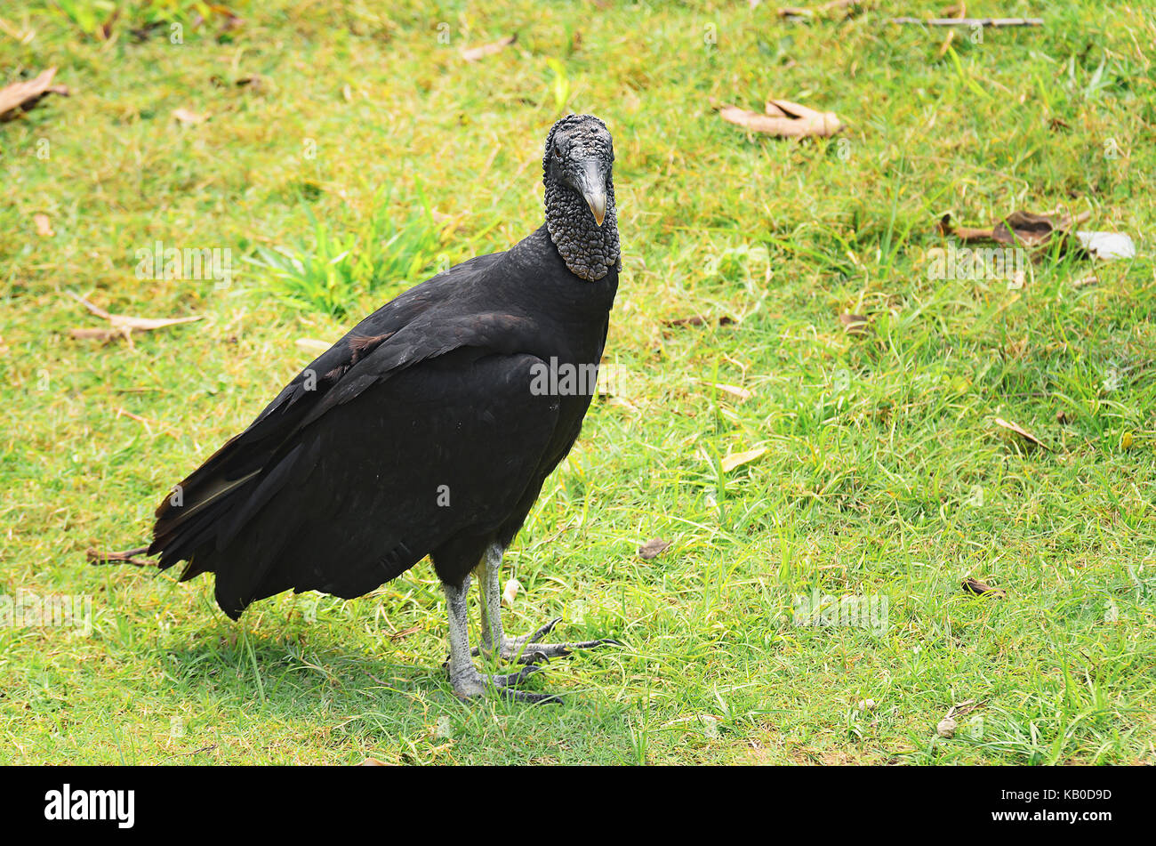 Urubu-de-cabeca-preta bird over a green grass. Black vulture with body ...